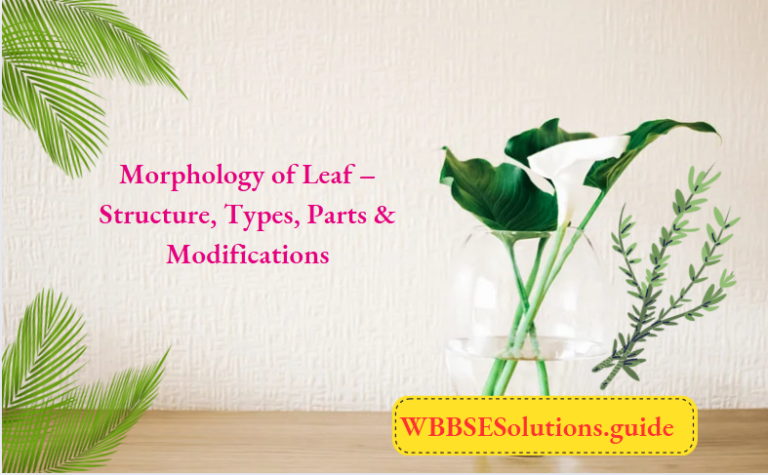 Morphology of Leaf - Structure, Types, Parts & Modifications - WBBSE ...