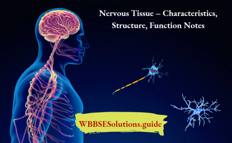 Nervous Tissue - Characteristics, Structure, Function Notes - WBBSE ...