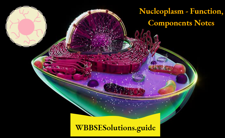 Nucleoplasm - Function, Components Notes - WBBSE Solutions
