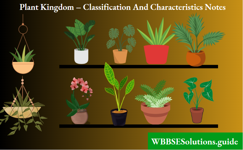 Plant Kingdom - Classification and Characteristics Notes - WBBSE Solutions
