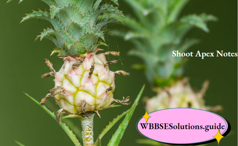 Shoot Apex Notes - WBBSE Solutions