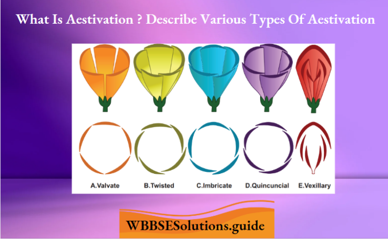 What Is Aestivation ? Describe Various Types Of Aestivation - WBBSE ...