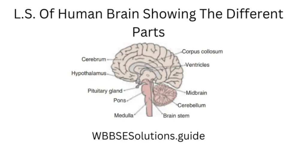 Class 10 Life Science And Environment Archives - WBBSE Solutions