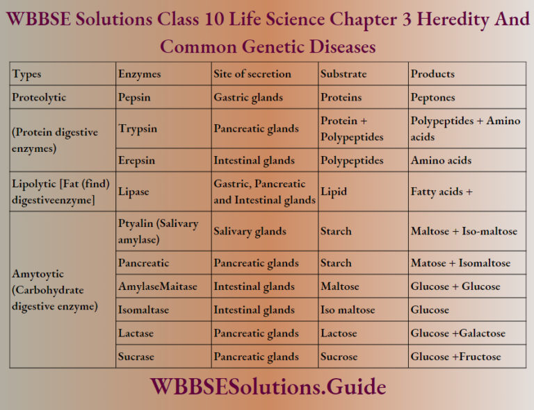 WBBSE Solutions Class 10 Life Science Chapter 3 Heredity And Common ...