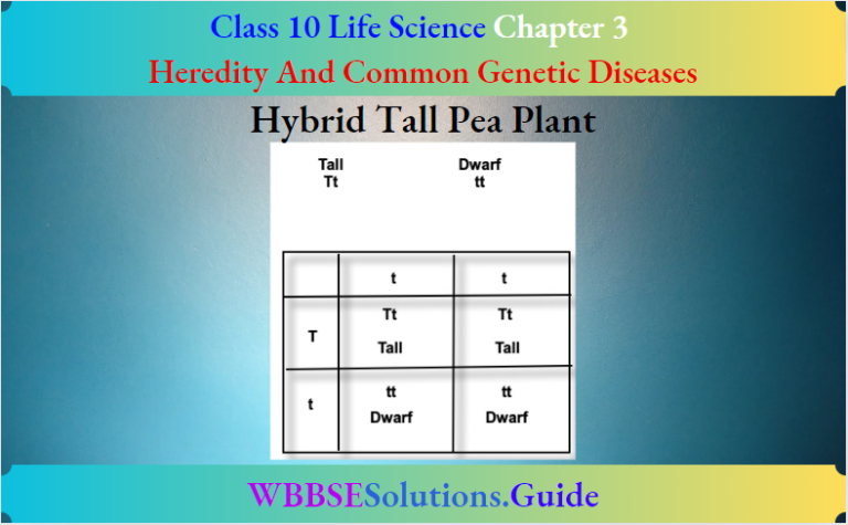WBBSE Solutions Class 10 Life Science Chapter 3 Heredity And Common Genetic Diseases Long Answer ...